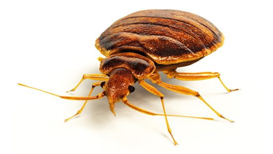 Commercial Bed Bug Treatment and Control