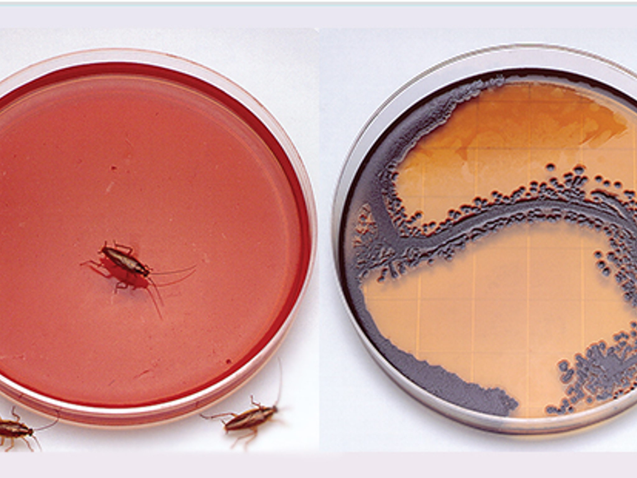 Diseases Spread by Cockroaches