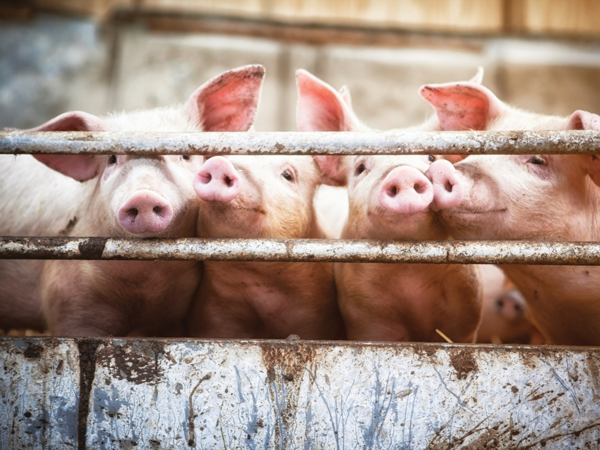 Pig Diseases at Production Farms